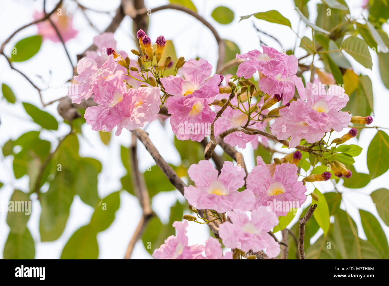 Tabebuia Rosea Flower