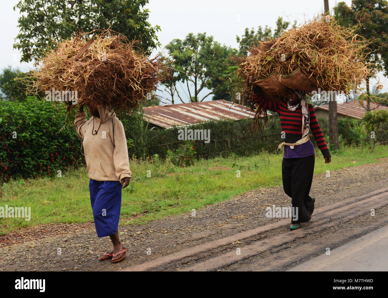 Rwandan women carrying hey on their head Stock Photo - Alamy