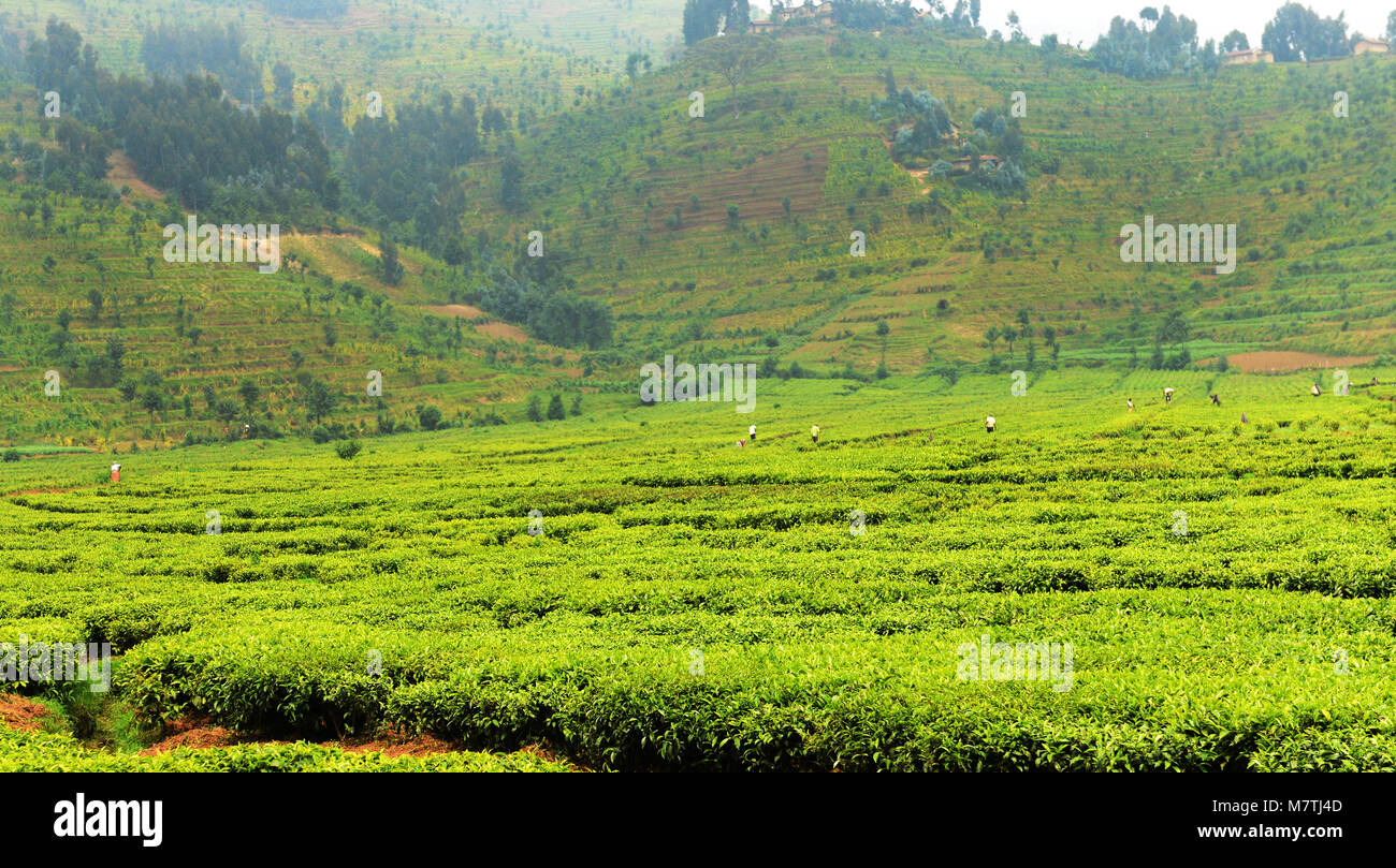 A Tea plantation in western Rwanda Stock Photo - Alamy