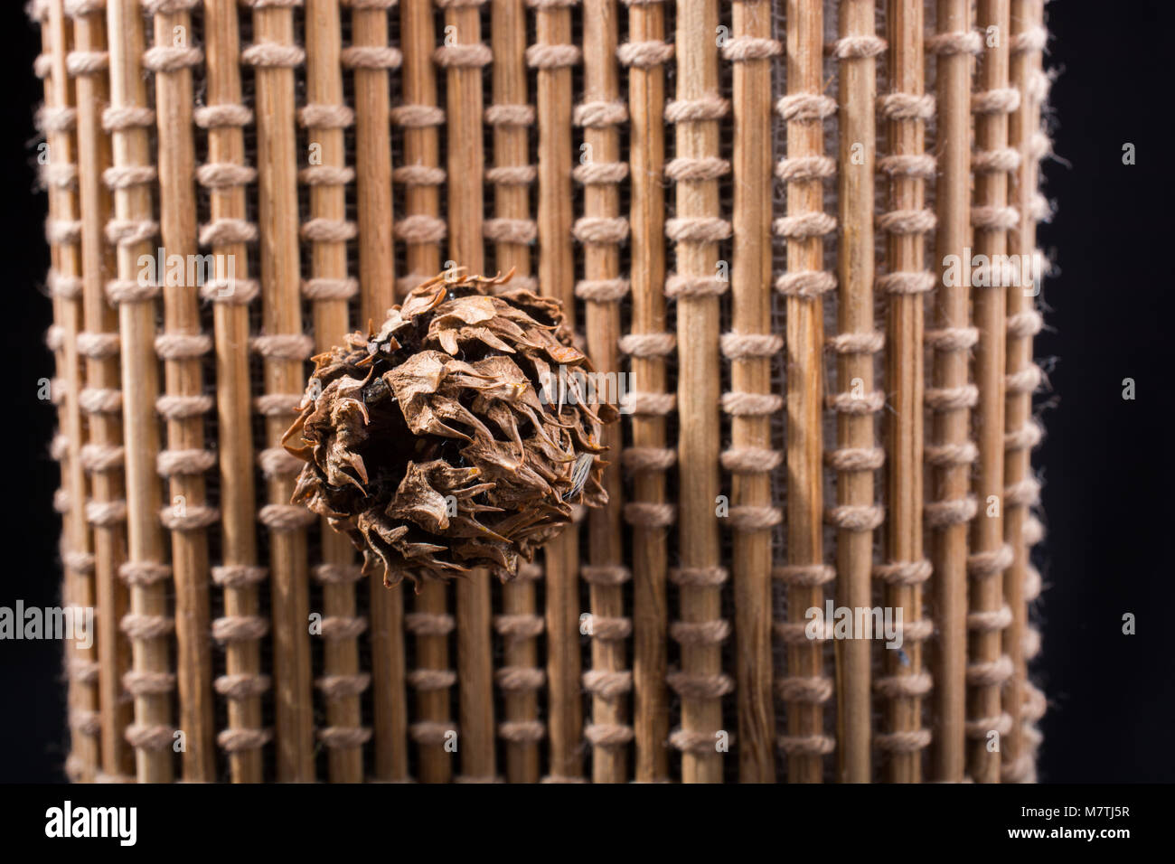 Pod, cone or capsule on a background Stock Photo - Alamy