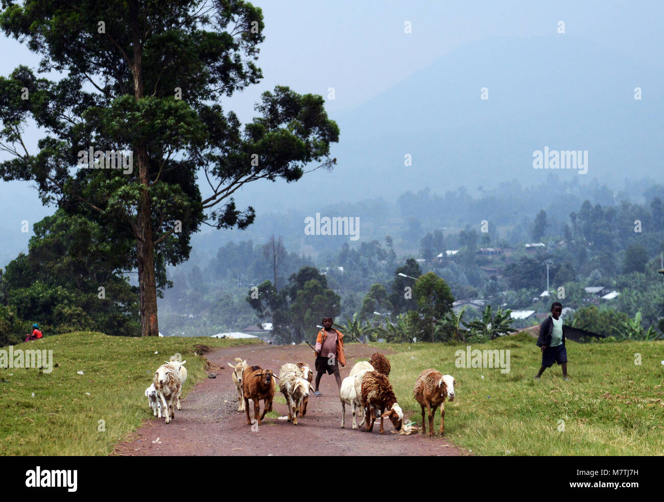 Boy goats hi-res stock photography and images - Alamy