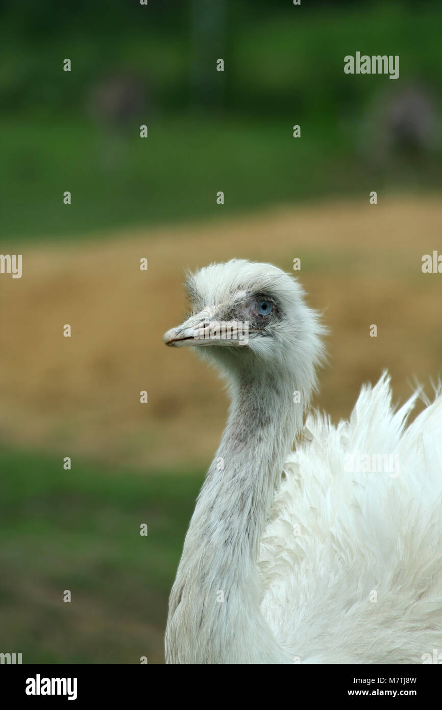 A rhea at the zoo Stock Photo - Alamy