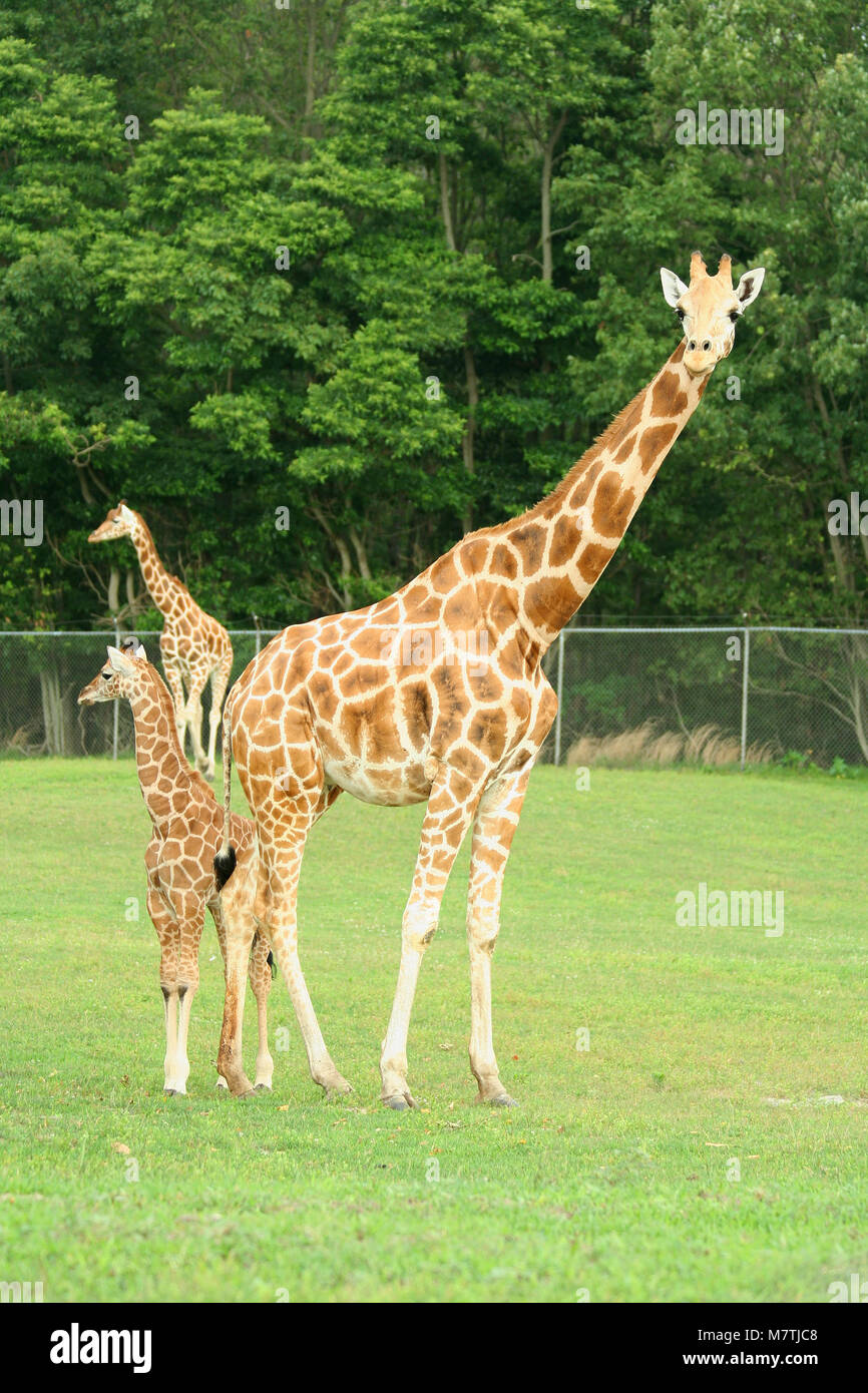 A Mother and child Giraffes on a safari Stock Photo - Alamy
