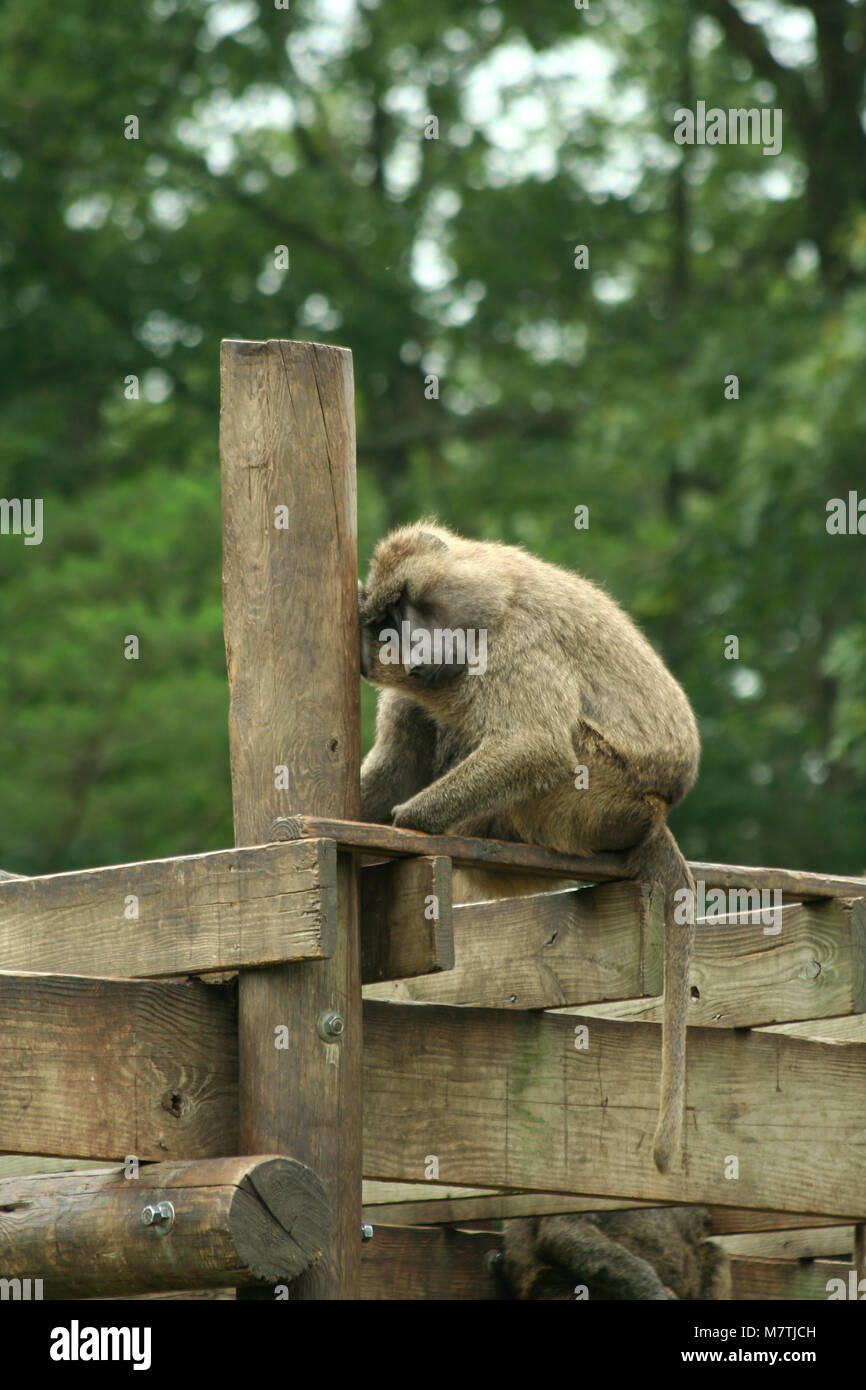A rhea at the zoo Stock Photo - Alamy