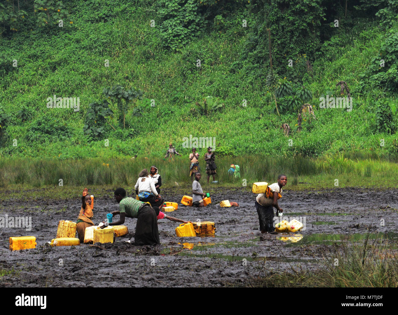 Congolese villagers fill their water supply from this Muddy pond. The ...