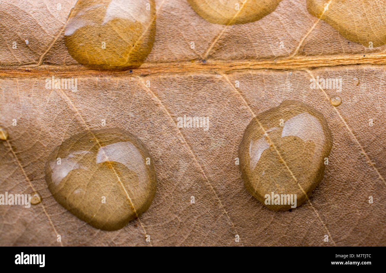 Round water drops in close-up view on a dry leaf Stock Photo - Alamy