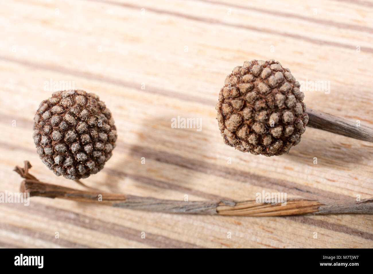 Pod, cone or capsule on a background Stock Photo - Alamy