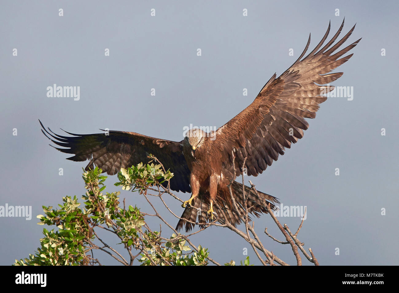 Black kite landing on a branch in its habitat Stock Photo - Alamy