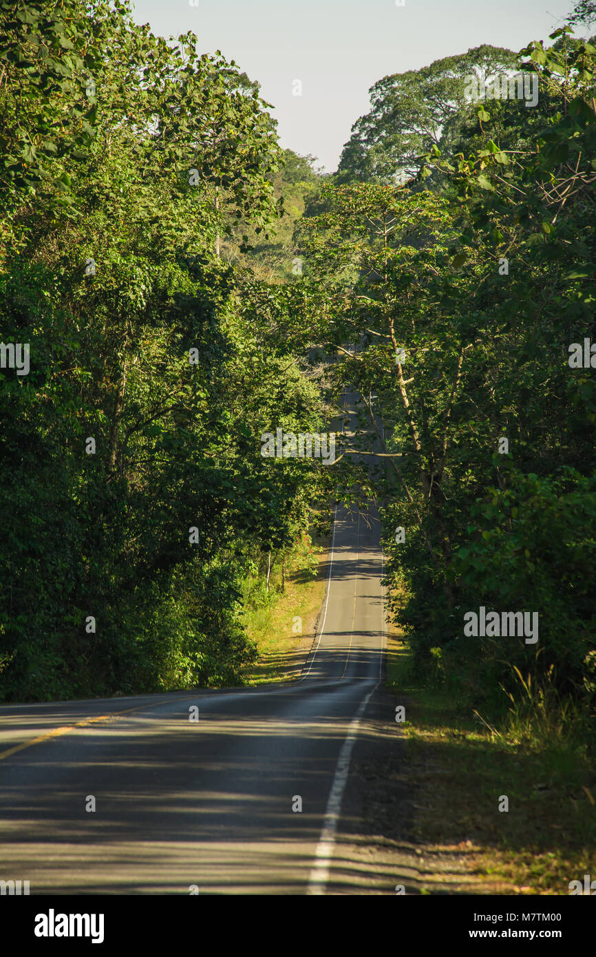Road cut through the forest Stock Photo - Alamy