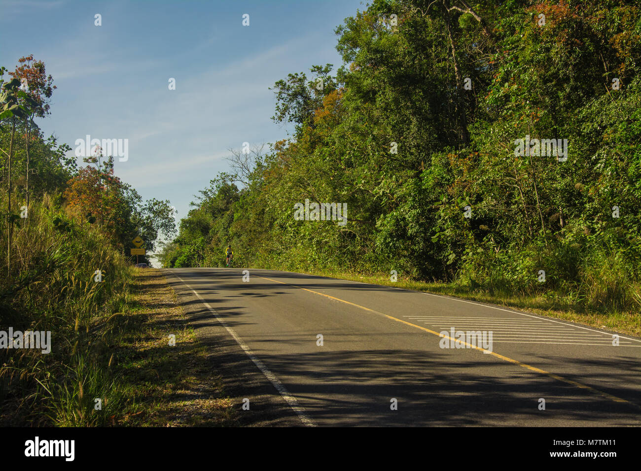 Road cut through the forest Stock Photo - Alamy