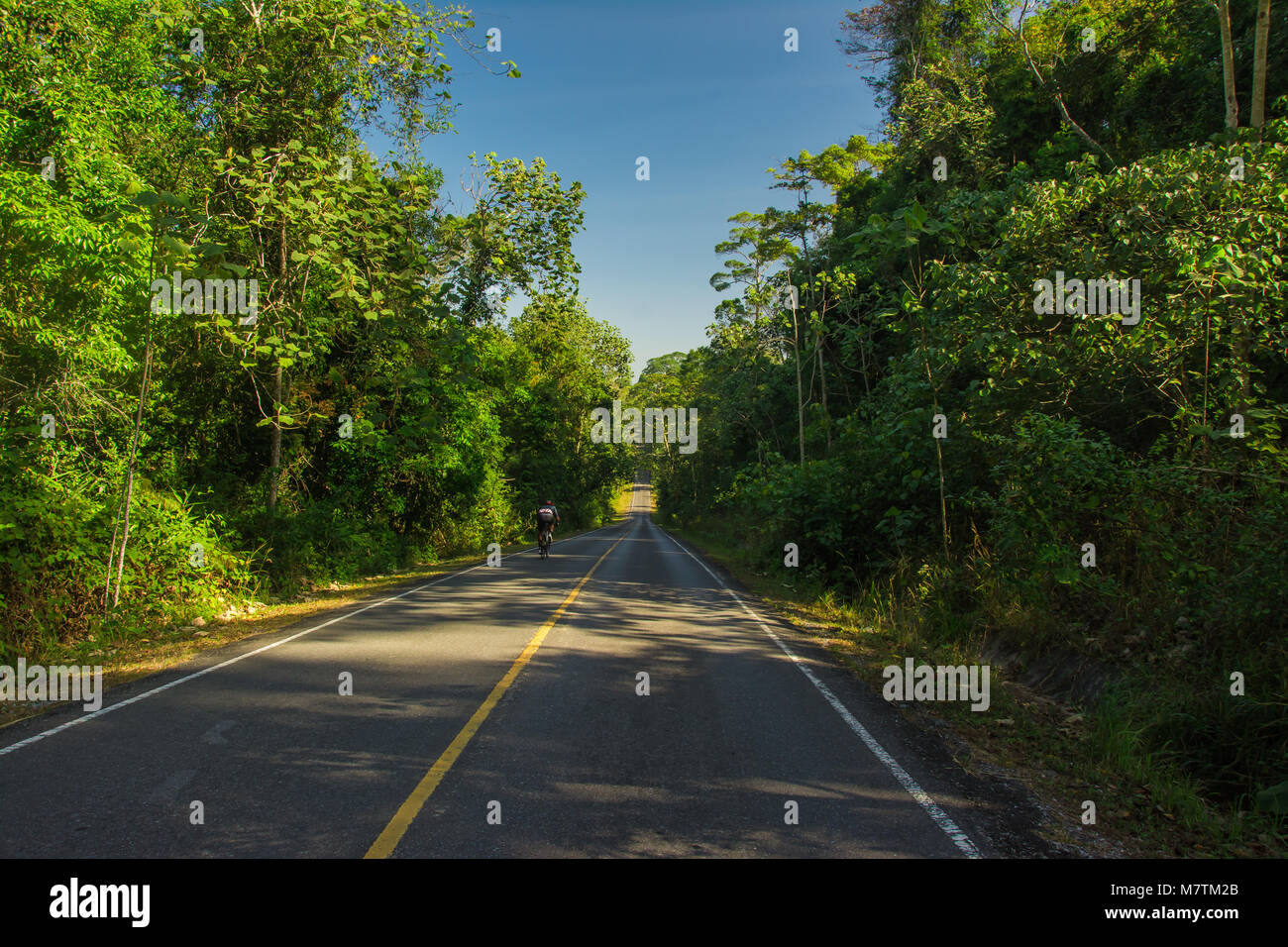 Road cut through the forest Stock Photo - Alamy