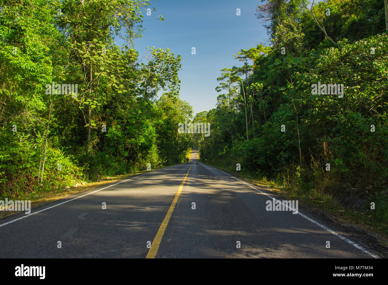 Road cut through the forest Stock Photo - Alamy