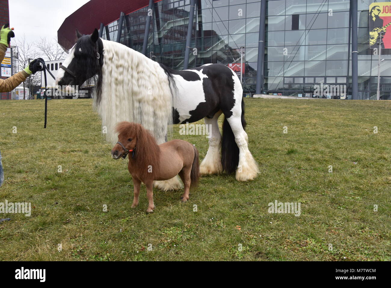 Smallest Horse In The World Thumbelina
