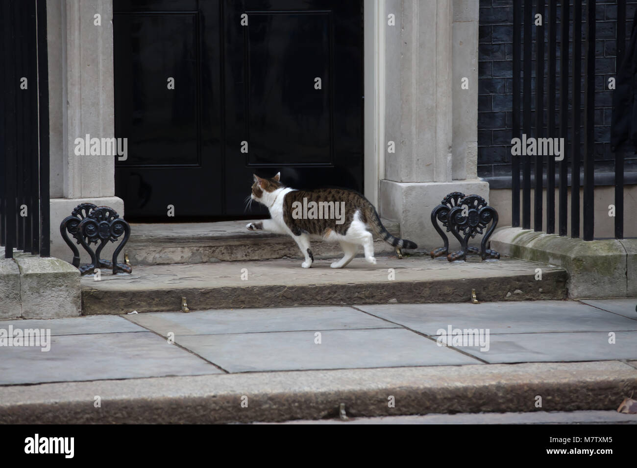 London, UK. 13th Mar, 2018.Larry the Cat arrives at 10 Downing Street ...