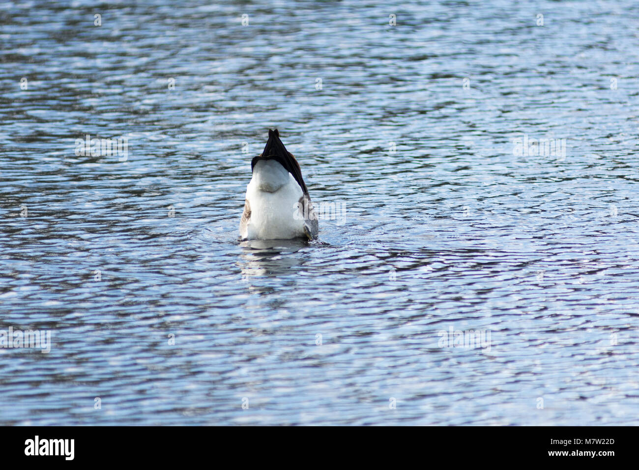 Bottom up head down hi-res stock photography and images - Alamy