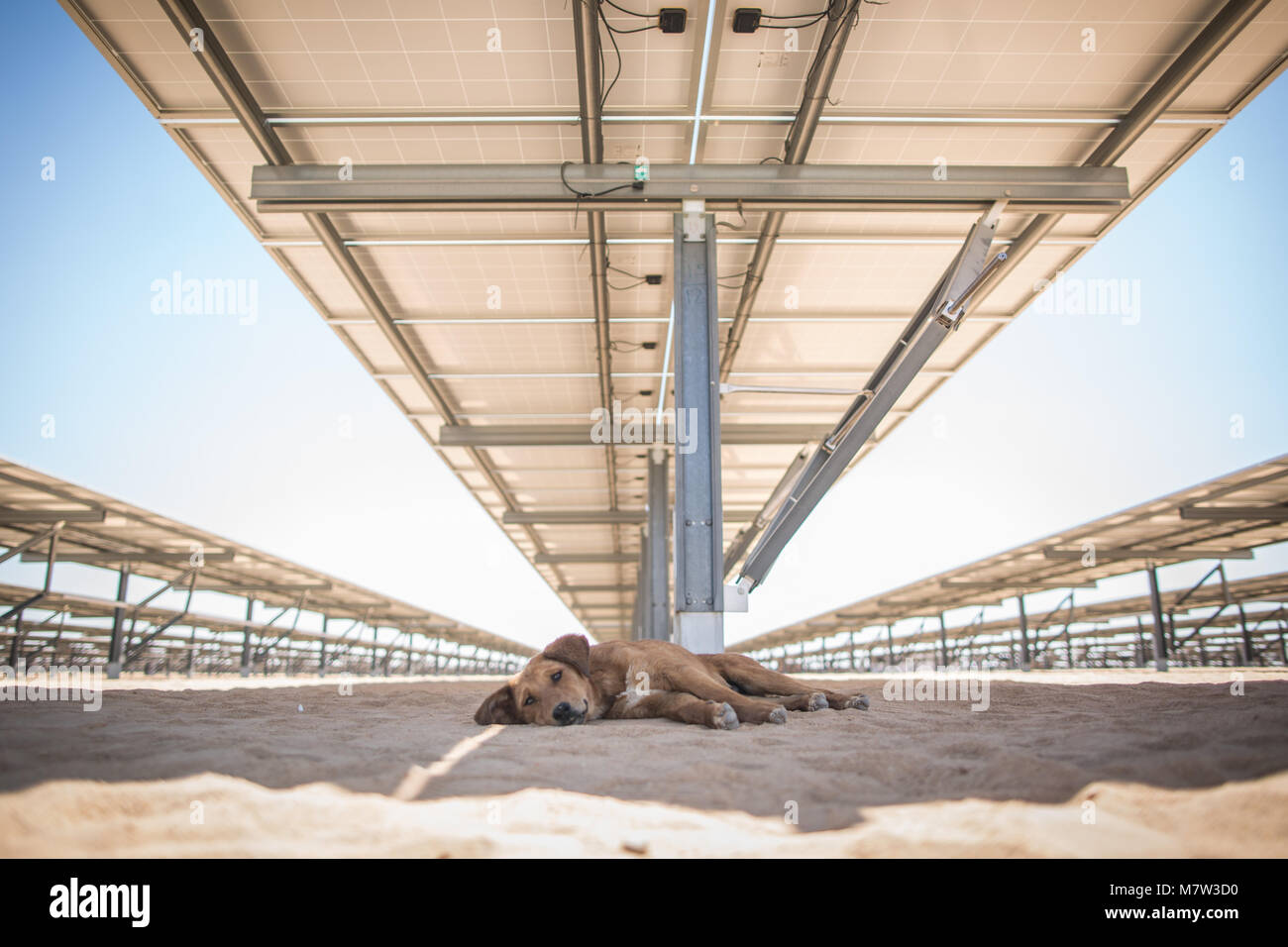 A dog sleeps under solar panels during the inauguration ceremony for ...