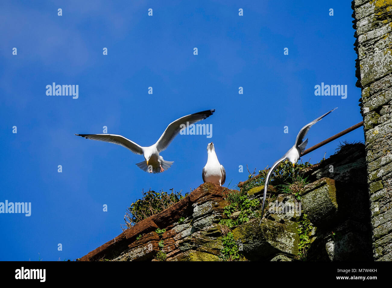 Coastal bar at slapton ley, devon hi-res stock photography and images ...