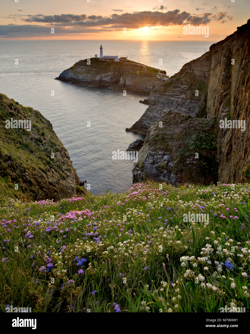 South Stack lighthouse at sunset with wild flowers, Anglesey, North ...