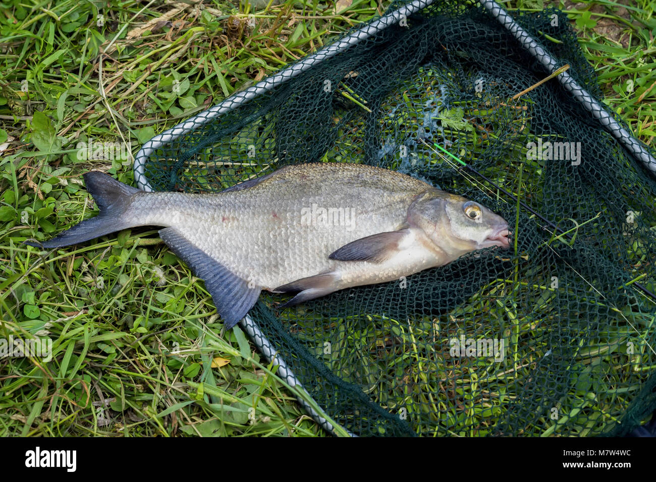 Big caught fish, bream in fisherman's nets in grass. Concept of ...