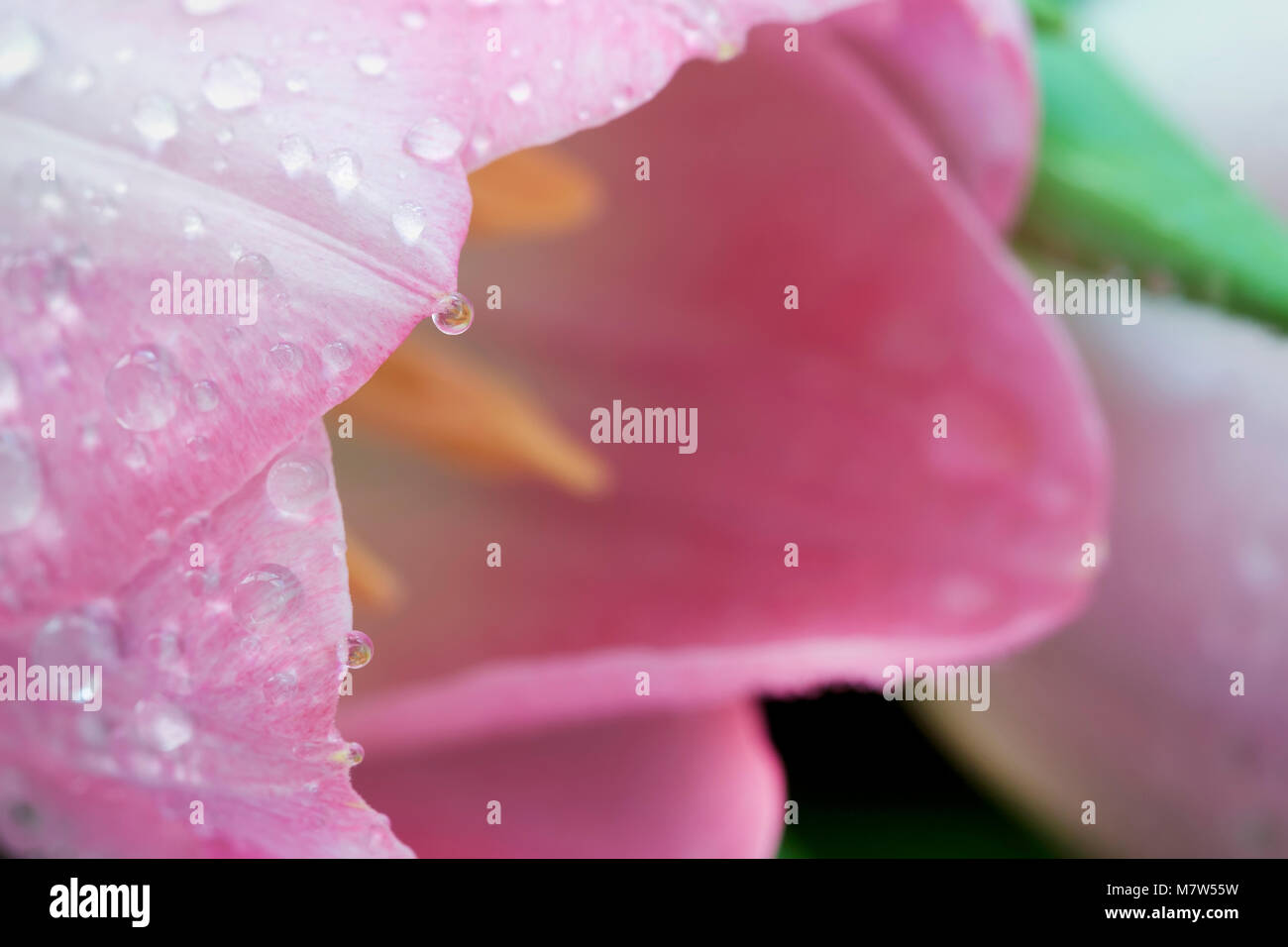 Pink tulip with dew close-up, macro. Spring flowers, abstract romantic ...