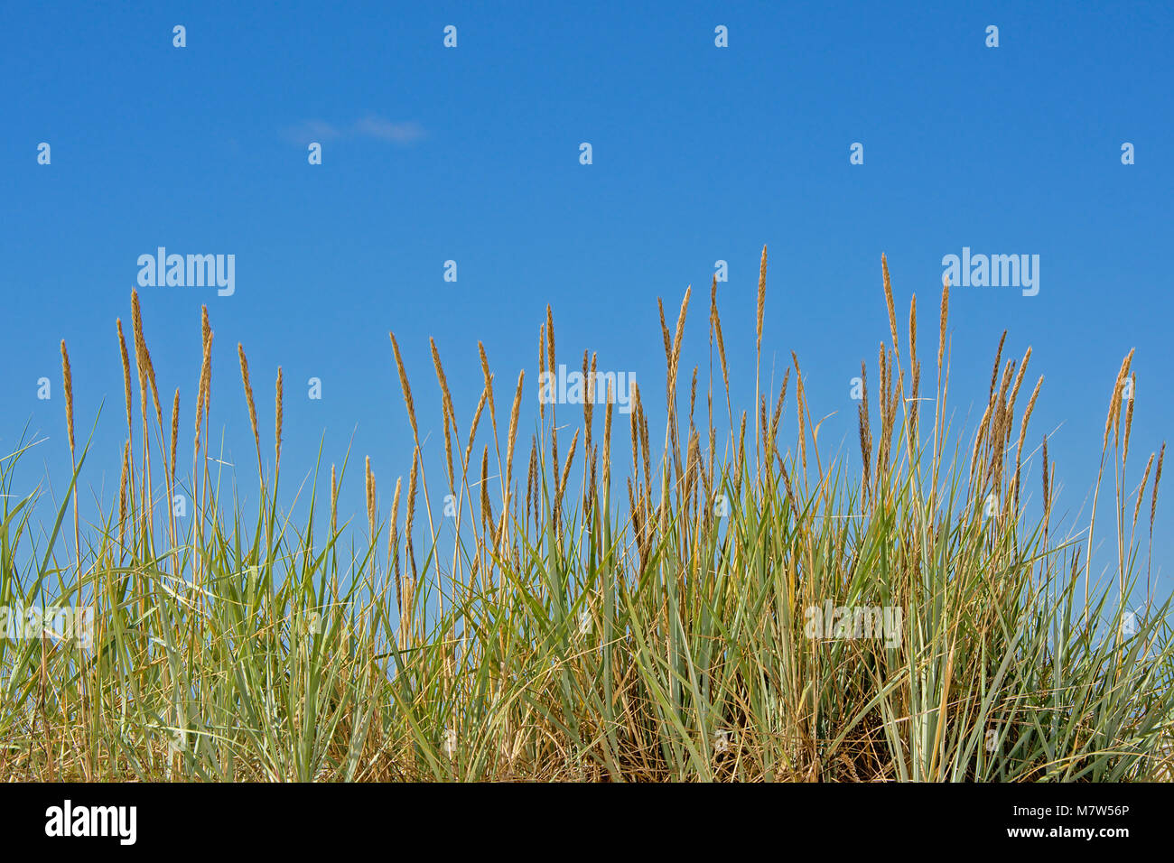 Beachgrass on a clear blue sky, low angle frontal view - Ammophila ...