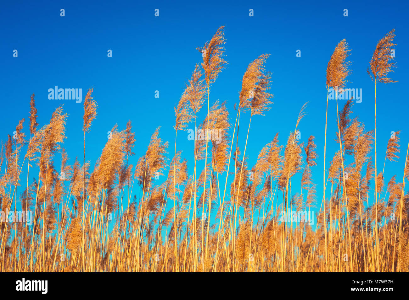 Golden Reeds against sun and blue sky. Reeds near the lake.Natural ...