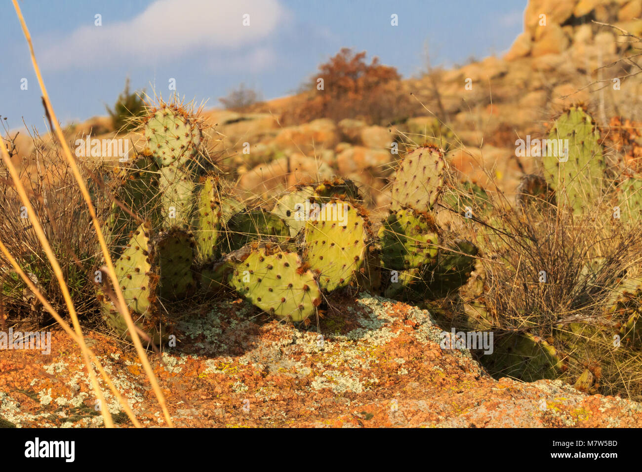 Wichita plant hi-res stock photography and images - Alamy
