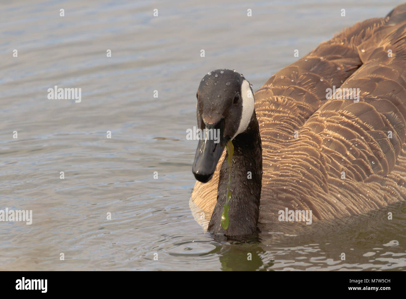 A Canadian Goose eating weeds off the bottom off the lake at the ...