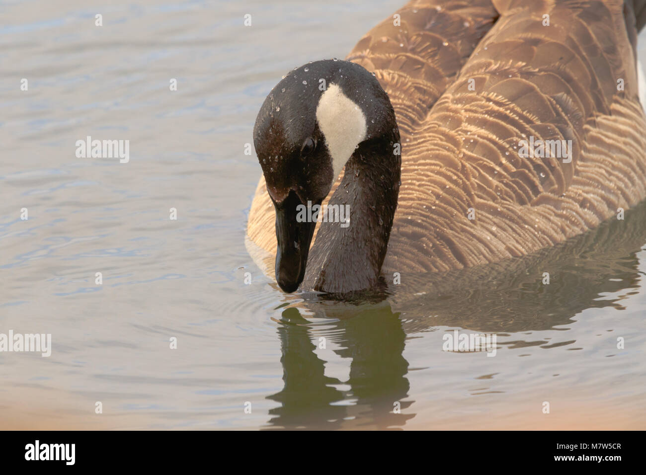 A Canadian Goose after diving in the lake at the Wichita Mountains ...