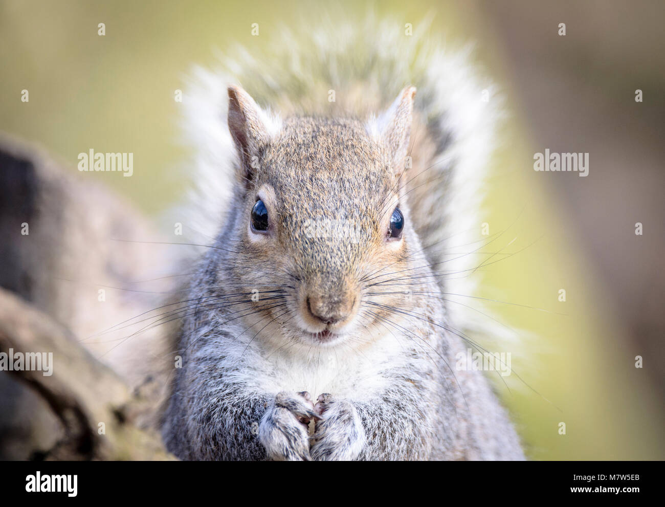 Grey squirrel head Stock Photo - Alamy