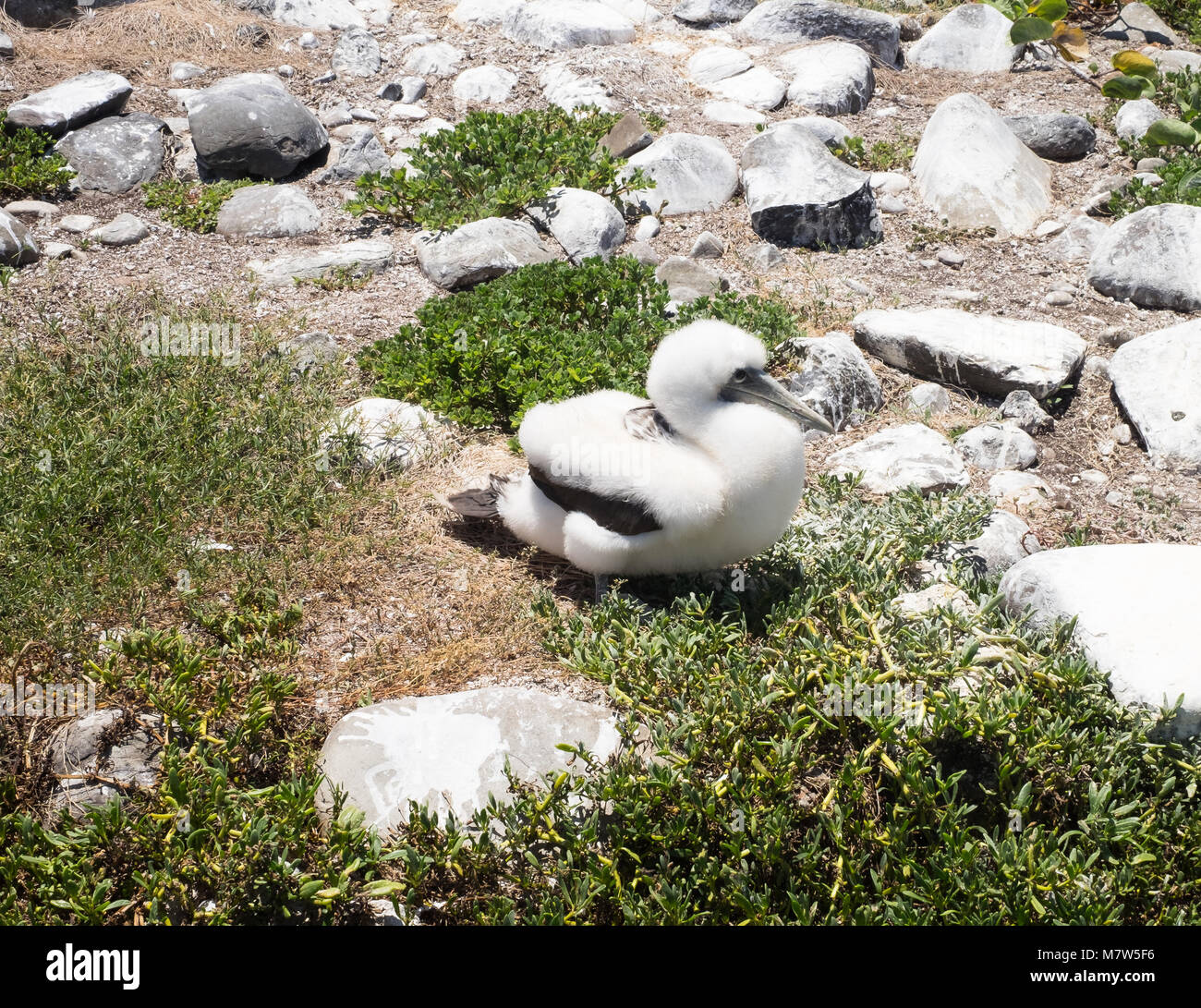 Cute atoba baby bird in Abrolhos archipelago, Bahia, Brazil Stock Photo ...