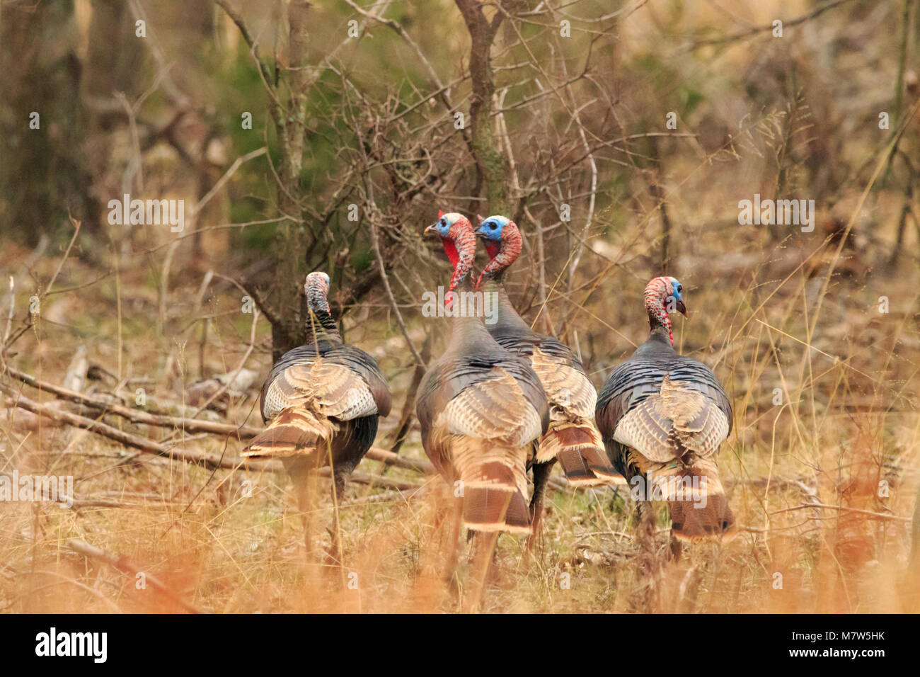 A group of male Wild Turkey wander through the woods in Oklahoma 2018 ...