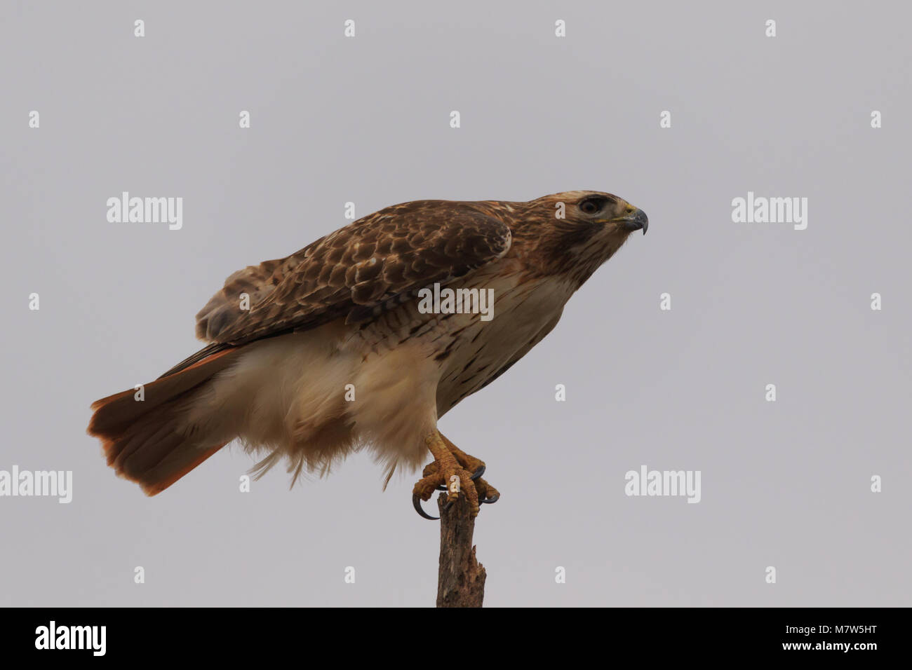 A Red Tail Hawk balances on a broken tree branch along a back road in ...
