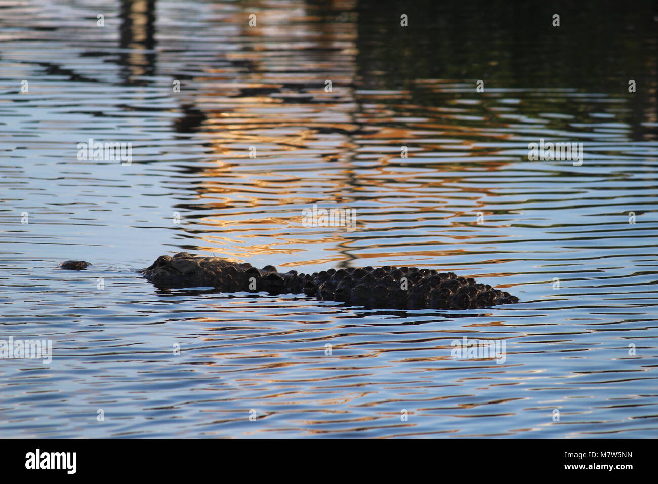 Alligator floating in the water Stock Photo - Alamy