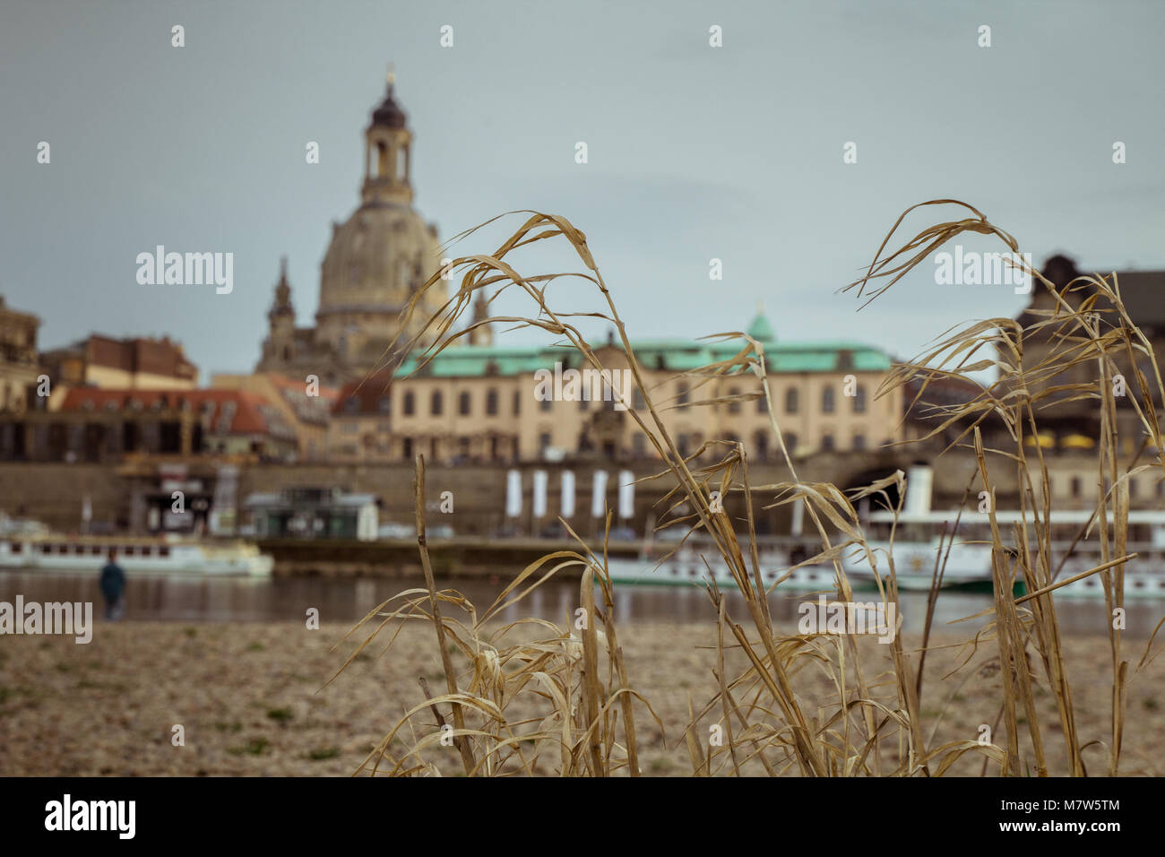 Reed stock hi-res stock photography and images - Alamy
