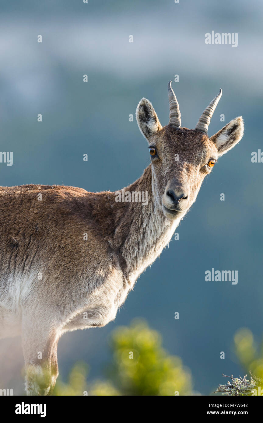 vertical portrait of female iberian ibex with egal green background ...