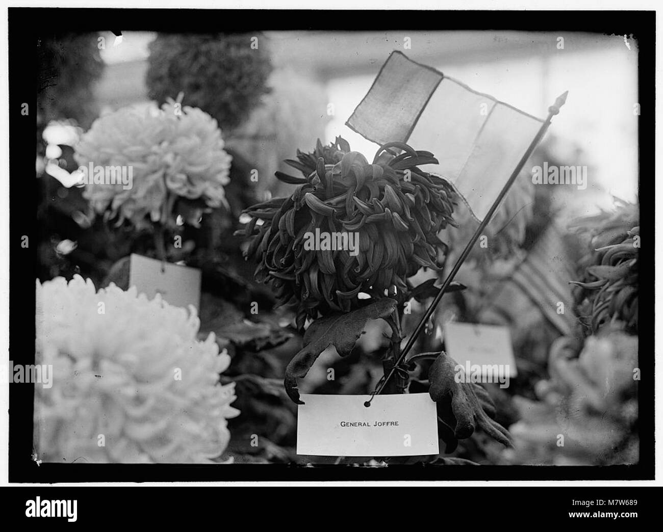 Flower of honor Black and White Stock Photos & Images - Alamy