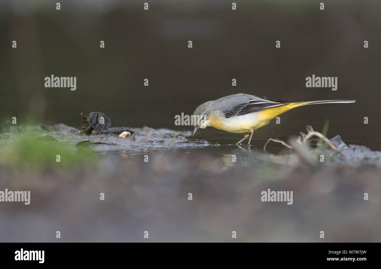 Female grey wagtail hi-res stock photography and images - Alamy