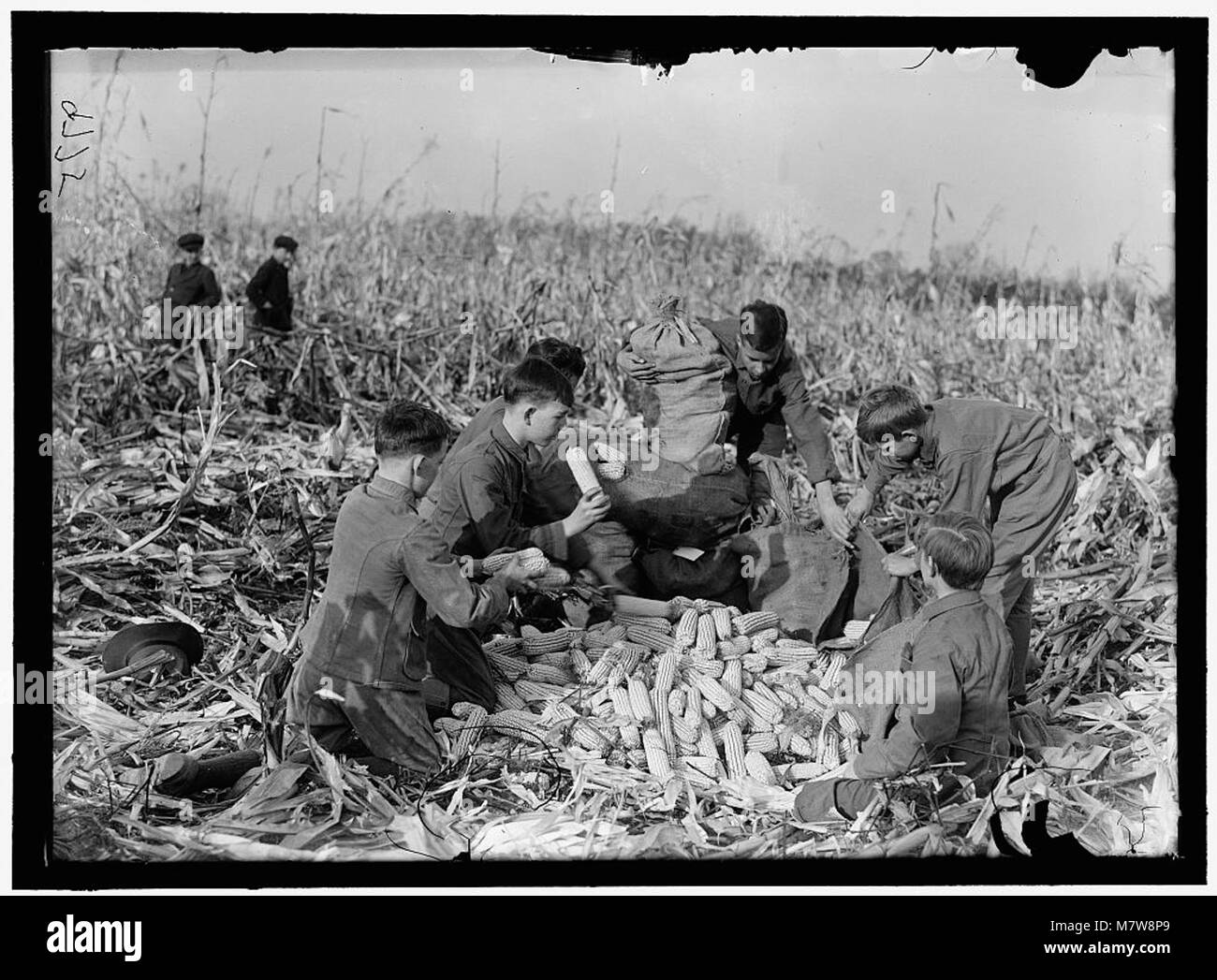 A photograph of Boy Scouts at a farm, engaged in various agricultural ...
