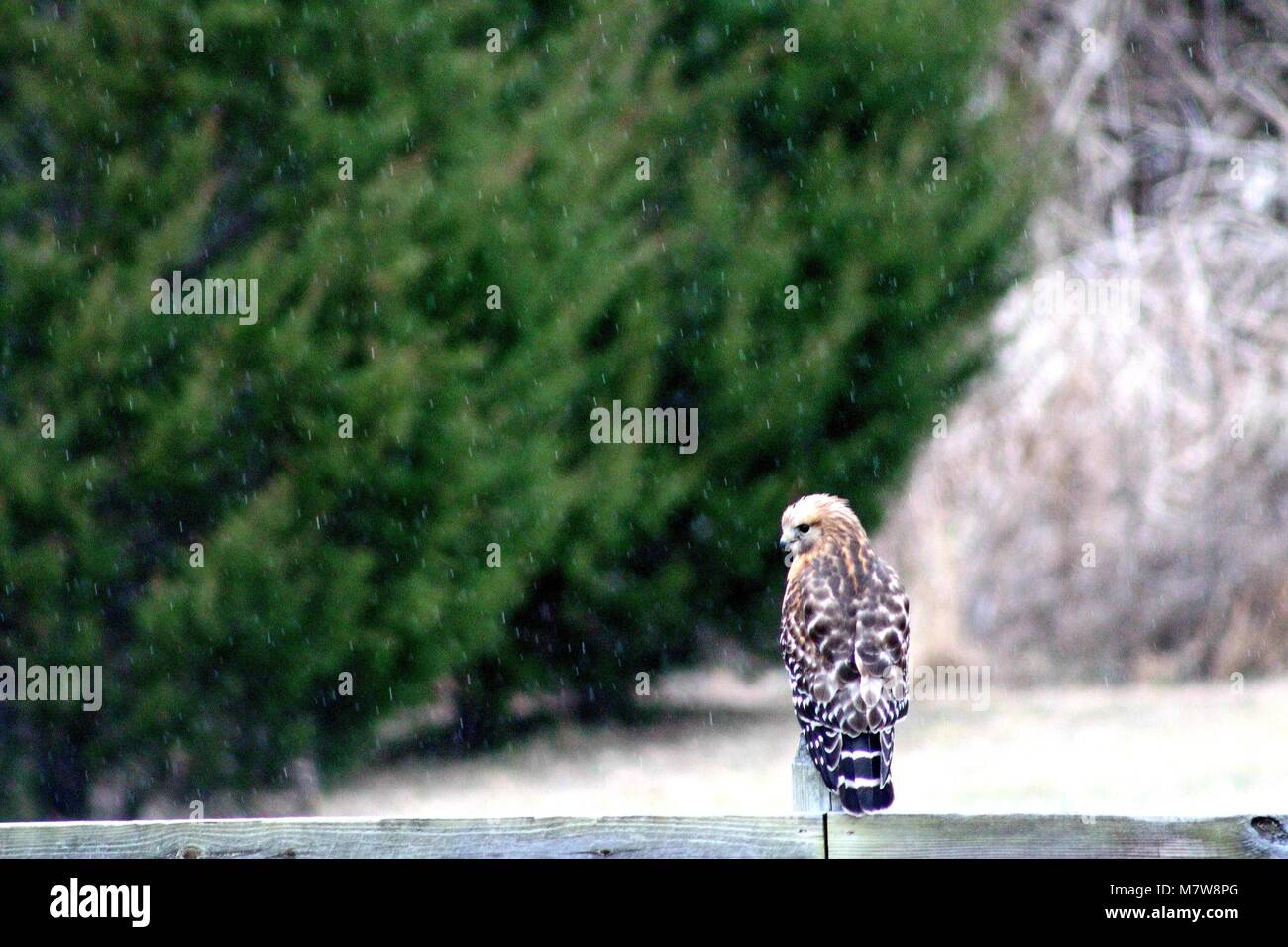Hawk sitting on a fence hi-res stock photography and images - Alamy