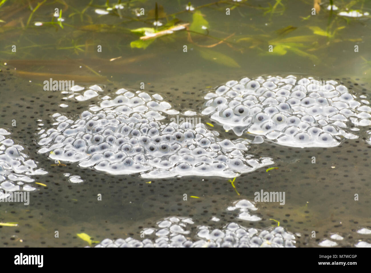 Clumps of frogspawn (Rana temporaria) in a pond during March Stock ...