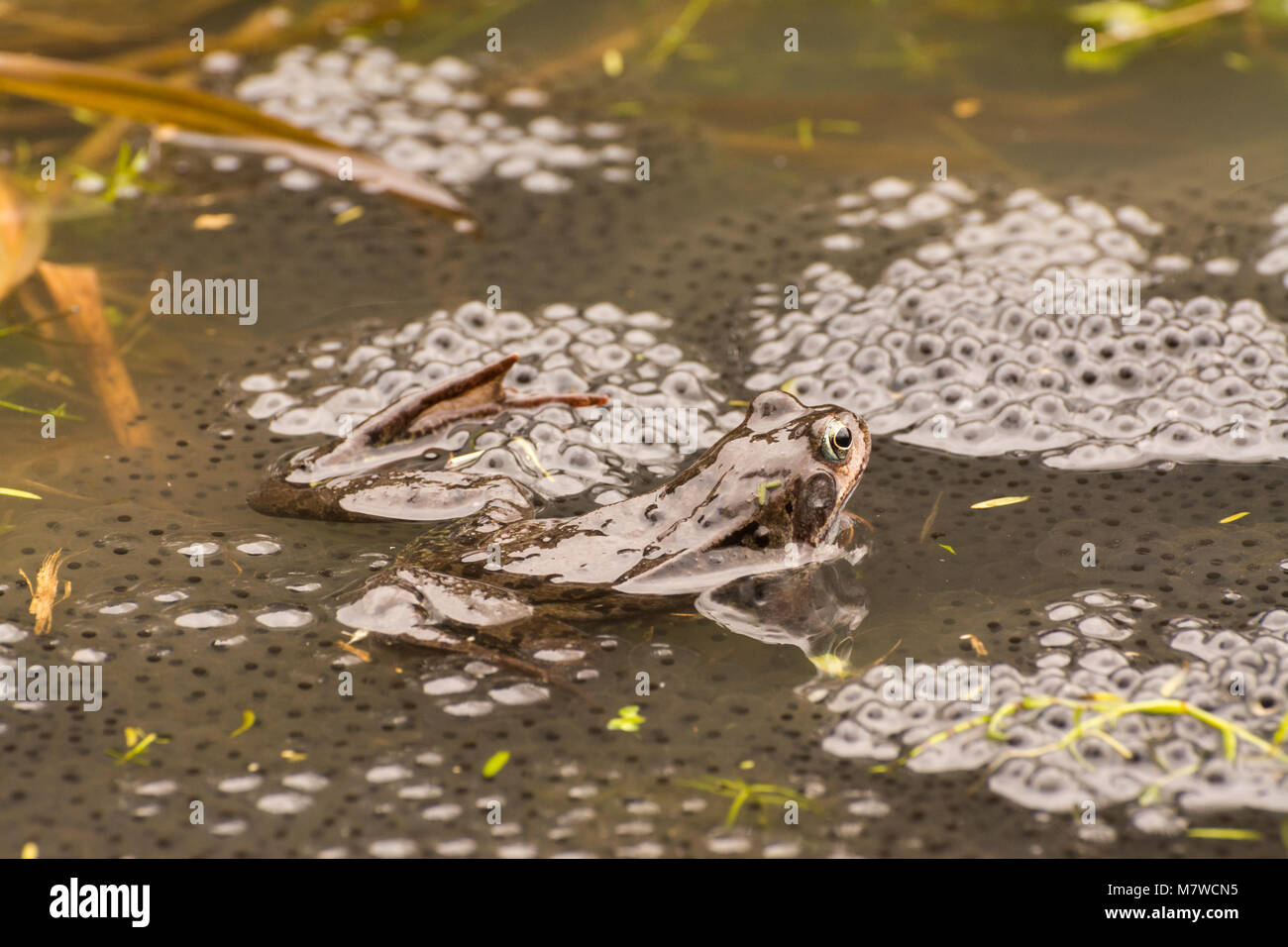 Frogspawn on frog hi-res stock photography and images - Alamy