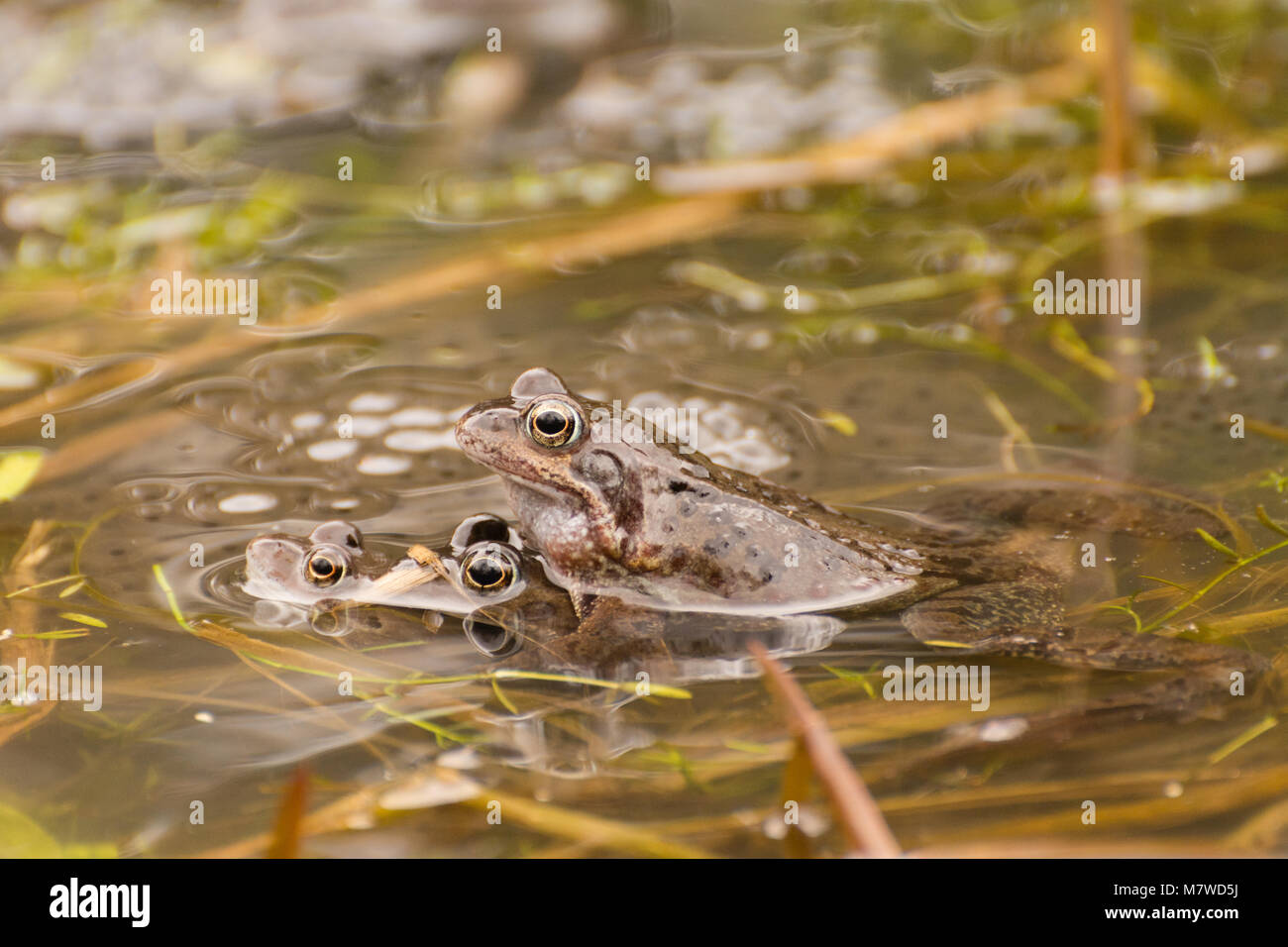 British frogs hi-res stock photography and images - Alamy