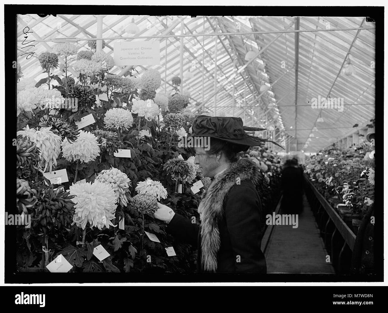 On display floral Black and White Stock Photos & Images - Alamy