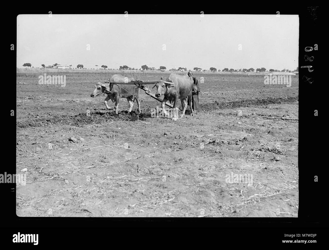 Egypt. Types & agriculture. Ploughing with buffalos LOC matpc.18003 ...