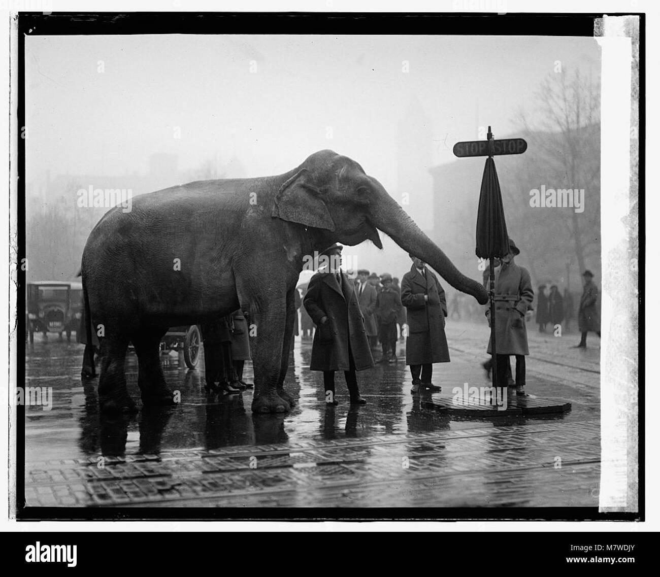 A photograph of an elephant, captured on December 5, 1923. The image ...