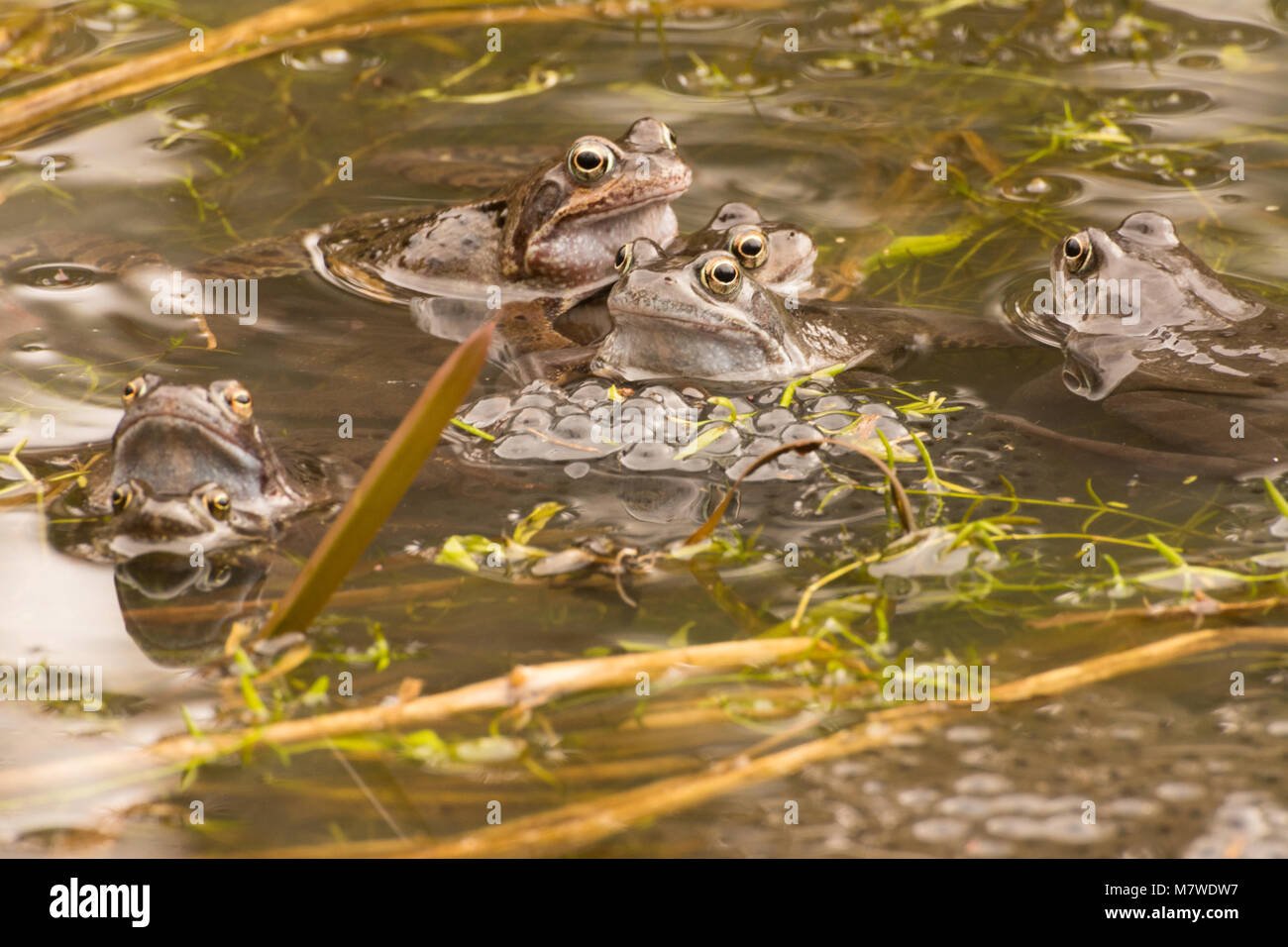 Common frogs (Rana temporaria) in a breeding pond in Surrey, UK, with ...