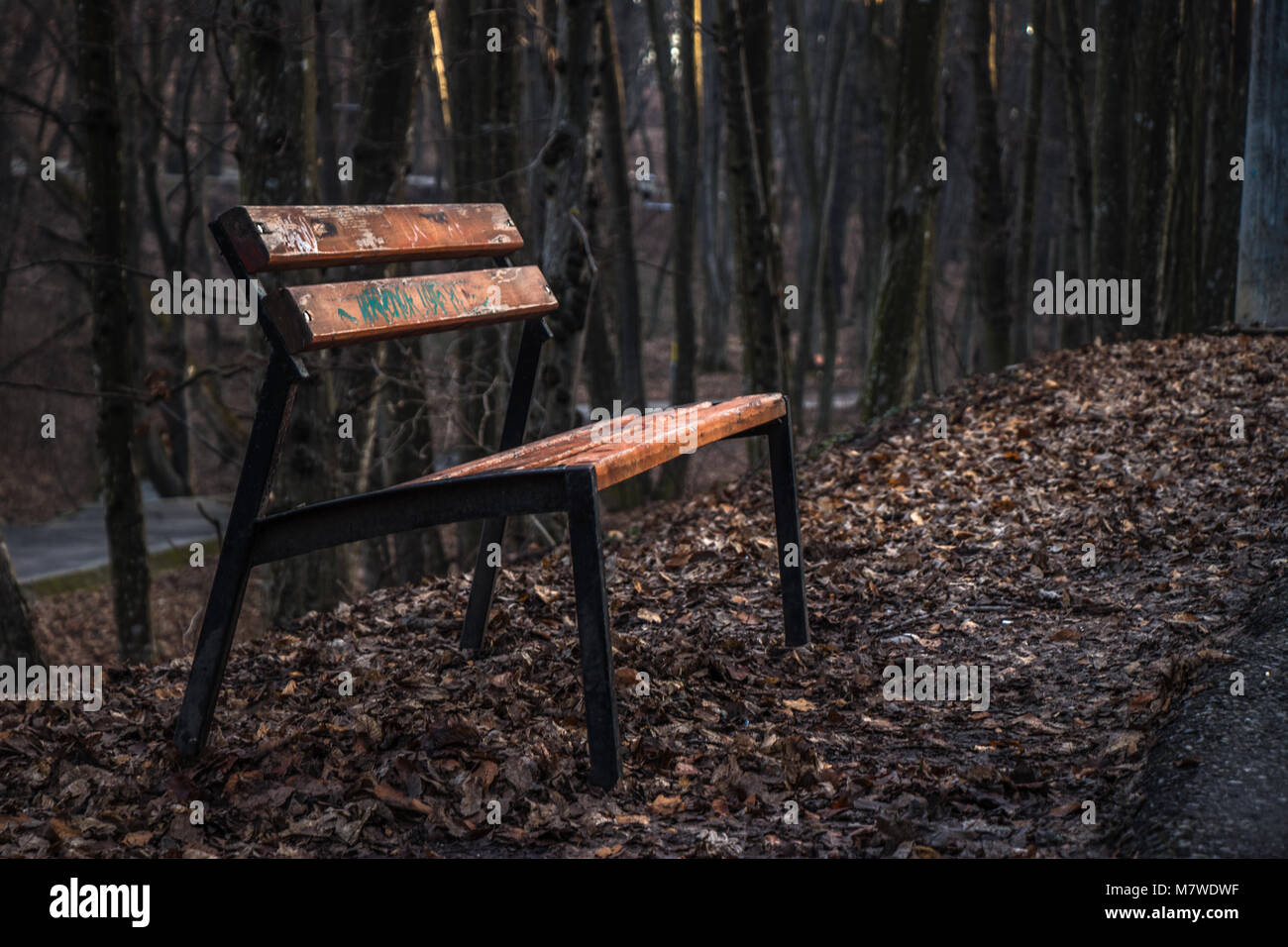 A bench in the forest scene Stock Photo - Alamy