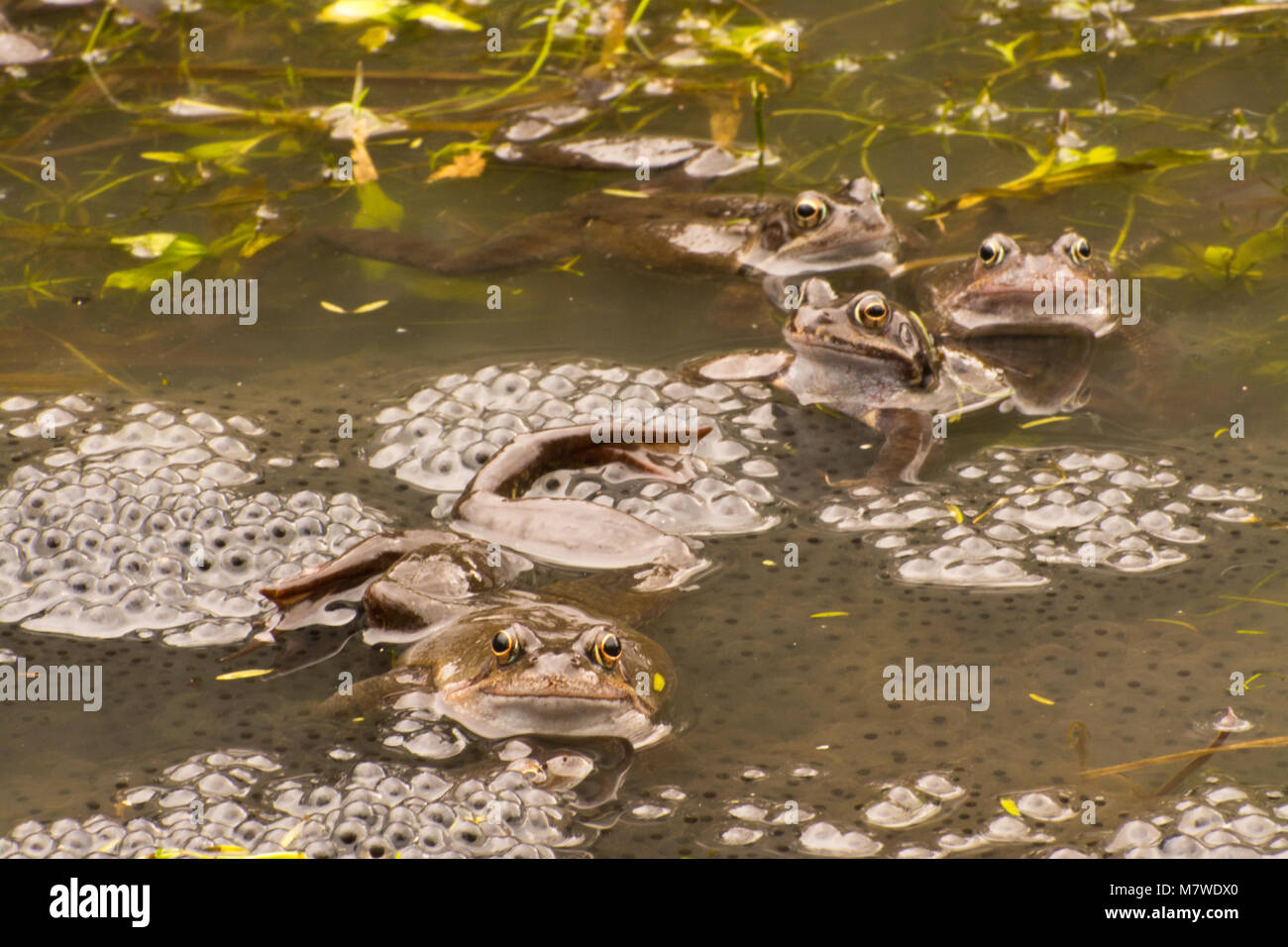 Common frogs (Rana temporaria) in a breeding pond in Surrey, UK, with ...