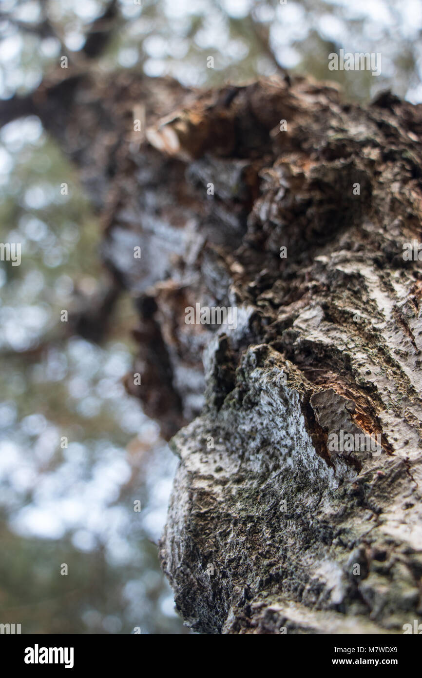 A tree in the closeup perspective Stock Photo - Alamy